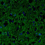 Synaptic Systems - Synapsin1